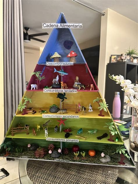 Maqueta Cadena Alimenticia Science Exhibition Ideas Science Project