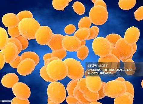 Staphylococcus Aureus Bacteria Illustration High Res Vector Graphic