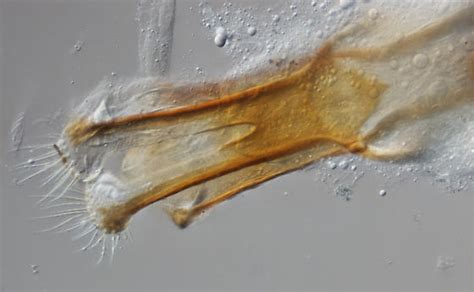 Acanthoscelides Submuticus Bugguidenet