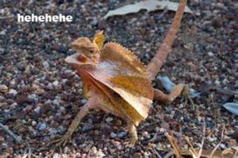 Hehehehe Laughing Lizard Hhhehehe Know Your Meme