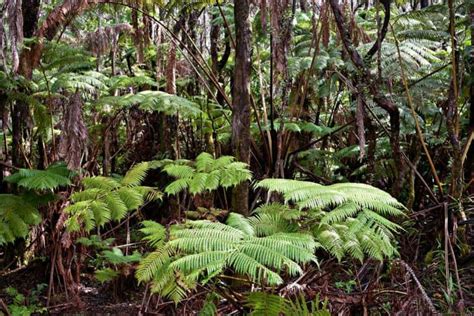 27 Hawaiian Plants Trees Flowers To Spot On Hikes Native Or Common