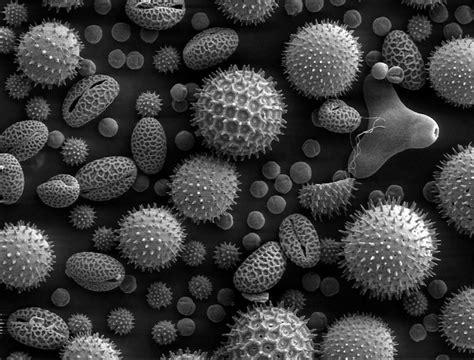 Microscope Plant Images Free Photos Png Stickers Wallpapers