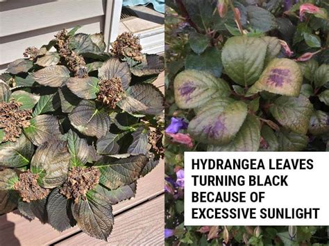 Why Are My Hydrangea Leaves Turning Black World Of Garden Plants