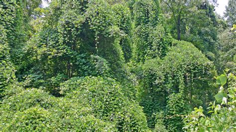Invasive Plant Species Kudzu