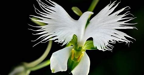 Awesome Flowers That Look Like Things Album On Imgur