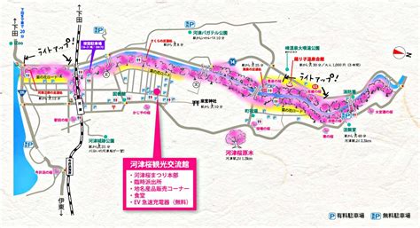 早春の 桜 河津桜まつりみなみの桜まつり夜桜ライトアップのおすすめ情報 伊豆下田100景