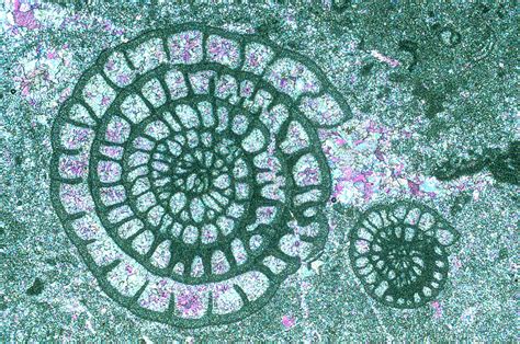 Fossil Fusulinids In Limestone Nikon Small World