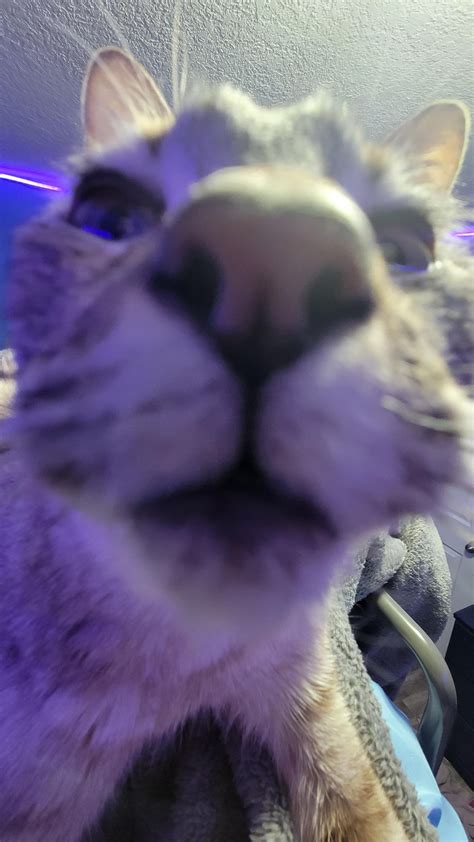 Ideas For Mutant Gremlins Part 2 R Gremlins