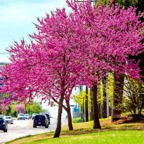 Oklahoma Redbud Trees For Sale