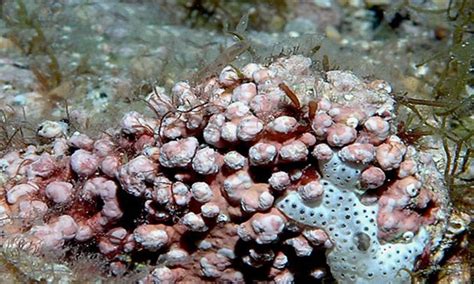 Lithophyllum Racemus Marine Biodiversity Portal Of Bangladesh
