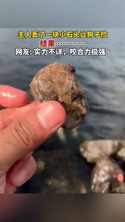 狗子：你就说捡没捡吧～腾讯新闻