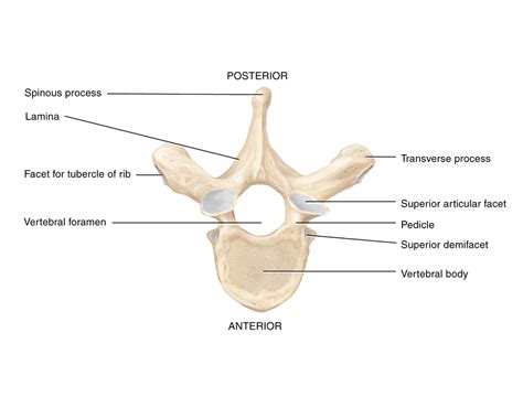 Vertebrae Transverse Process
