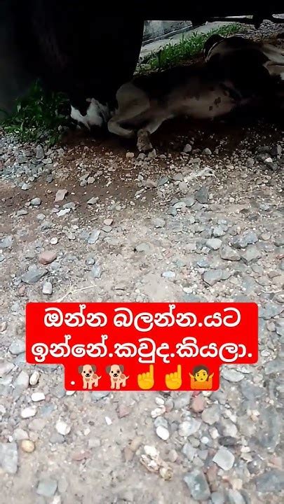 ඔන්න බලන්න යට කවුද ඉන්නේ කියලා 🐕🐕☝️☝️☝️🤷 Youtube