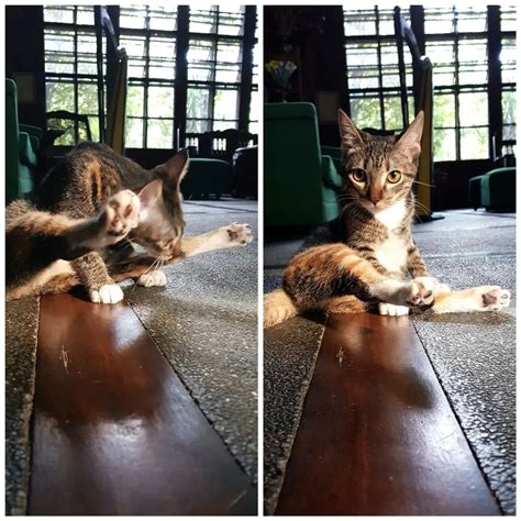 Interrupted Her Bean Cleaning Routine Scrolller