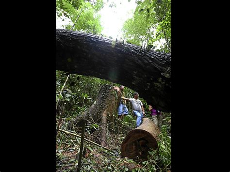 Denr Probes Involvement Of Local Execs In Illegal Logging Inquirer News