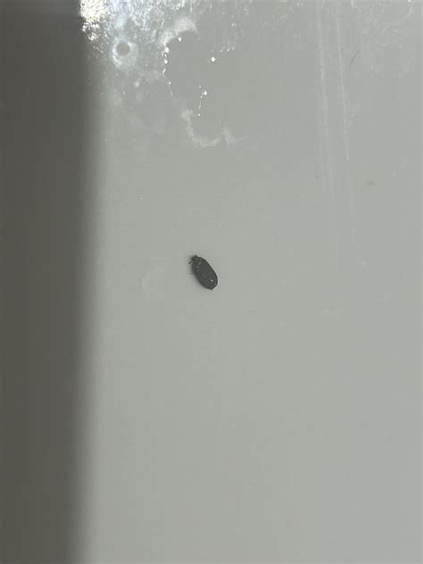 Could This Be A Fed Bed Bug Nymph Stage R Bedbugs