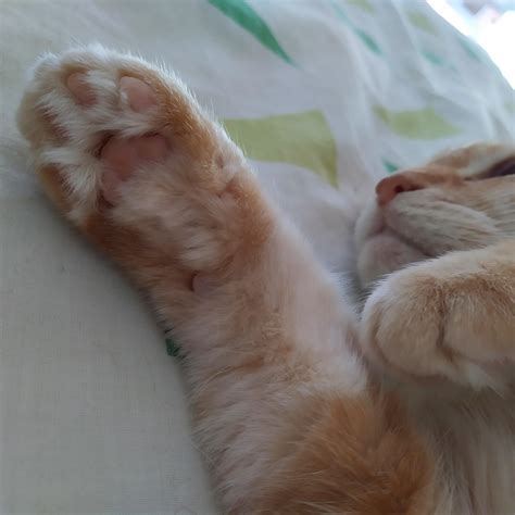 Ginger Jelly Bean Fluff R Jellybeantoes