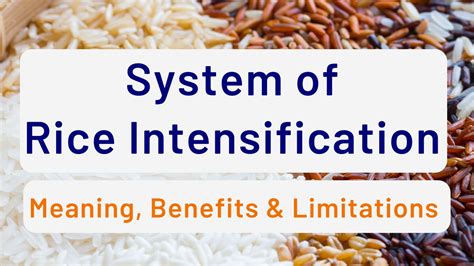 System Of Rice Intensification