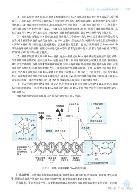 生化课本带读 DNA损伤修复 知乎