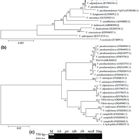 Molecular Identification And Virulence Gene Detection Of The Isolate
