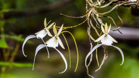What Is A Ghost Orchid Experts Reveal All With Growing Tips Homes