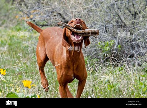 Are Vizslas Good Hunting Dogs