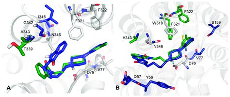 Two Considered Binding Modes Of Trazodone Blue And 10e Green In The