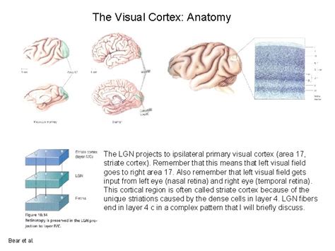 The Visual Cortex Anatomy The Lgn Projects To
