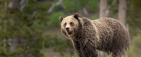 Yellowstone Wildlife Safari Skyline Safari Co