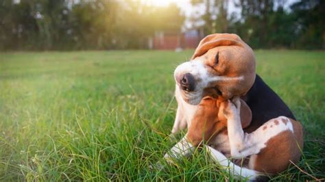 9 Ways To Stop Your Dogs Constant Scratching