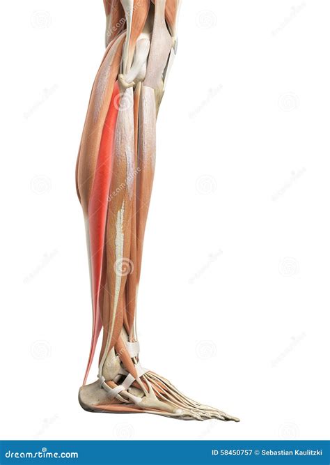 The Soleus Stock Illustration 56286724