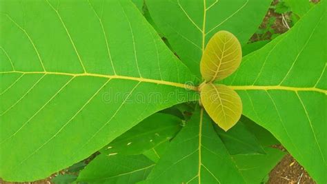 A Picture Of Teak Leaf Tip Stock Image Image Of Leaf 302153581