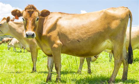 Conheça as principais raças de vacas leiteiras do Brasil Blog da Prodap