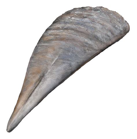 Razorfish Pirsa