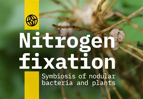 Nitrogen Fixation Symbiosis Of Nodular Bacteria And Plants English