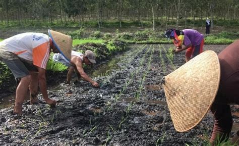 BPS Nilai Tukar Petani Naik Persen Pada Agustus Klikers Indonesia