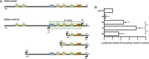 Luciferase Assay Of Rsaa4 Promoter Constructs In Mca Rh Open I