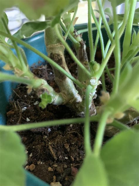 Indoor Geranium Stem R Plantclinic