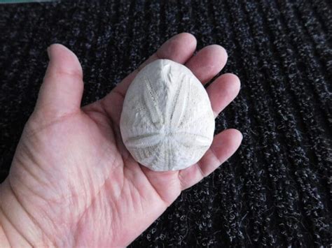 Fossil Sea Urchin Calcified Fossils And Artifacts For Sale Paleo