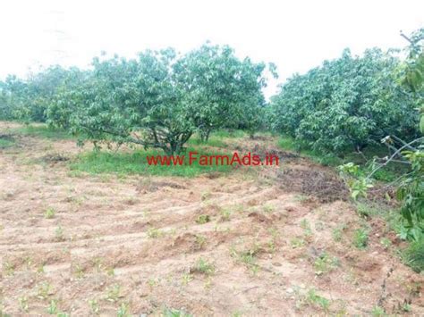 Budget 3 Acres Mango Farm Land Sale 50kms From Bangalore Shoolagiri Shoolagiri Krishnagiri