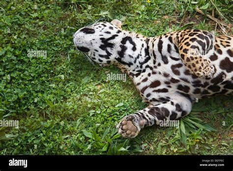 Jaguar skin -Fotos und -Bildmaterial in hoher Auflösung – Alamy