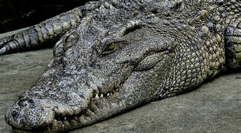 Ataca Cocodrilo De 3 Metros A Turista Por No Respetar Zona De