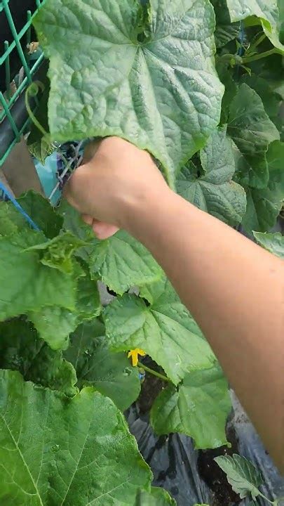 복합비료 영양제준 오이호박토마토 이틀후의 모습입니다 Youtube