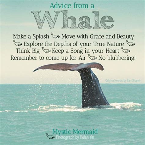 Whale Wisdom Inspiring Words From The Deep