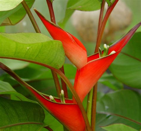 Tropical Flowering Shrubs