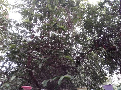 وبالوالدين احسانا