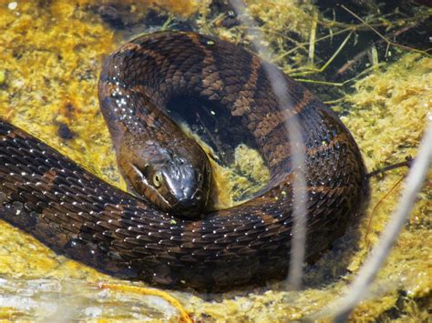 Northern Water Snakes Facts Fiction And Phobias Oakland County Blog