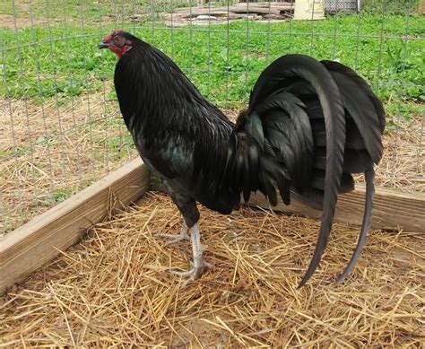 Sid Taylor Gamefowl For Sale