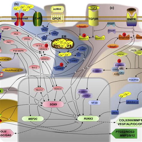Potential Signaling Pathways Of Chondrocyte Hypertrophy Including But