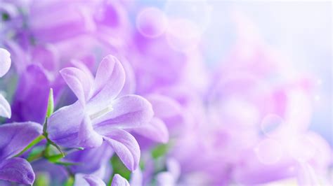 Purple Flowers 4k Wallpapers Wallpaper Cave